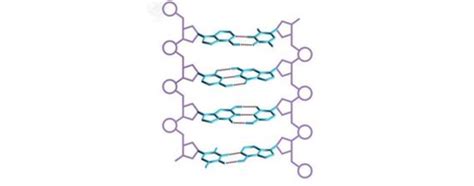 Dna Schematic The Adenine And Thymine Of Dna Will Form Two Hydrogen Download Scientific