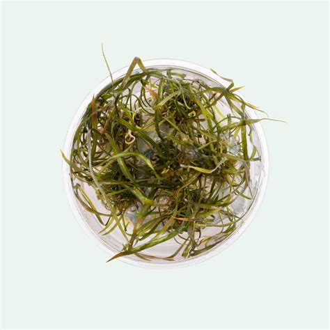 Cryptocoryne Crispatula Tonkinensis Tissue Culture Aquatic Plant