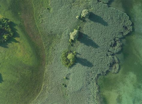 World Largest Macrophyte Charting By Topo Bathymetric High Resolution