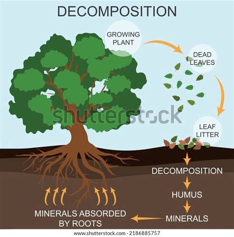 Decomposition Diagram Images Stock Photos Vectors Shutterstock