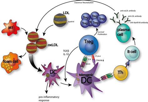 Tolerogenic Function Of Treg And Dcs In Atherosclerosis During