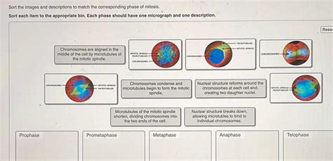 Answered Sort The Images And Descriptions To Match The Corresponding