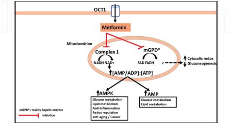 Primary Molecular Mechanism Of Metformin Action For