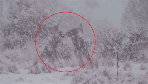 VIDEO Captan A Impresionante Pelea Entre Dos Canguros En Plena Nevada En El Radar