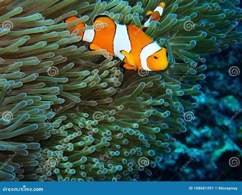 Nemo Under The Sea