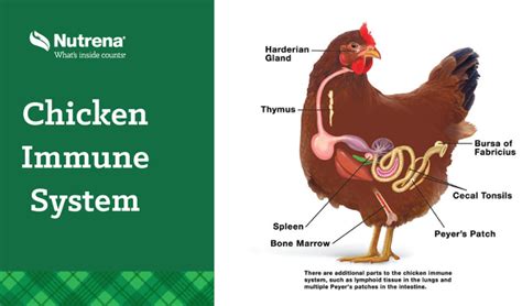 The Chicken Digestive System And Immune System An Important