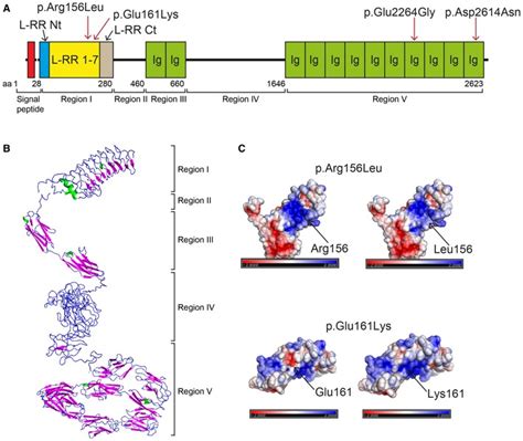Igsf10 Mutations Dysregulate Gonadotropin Releasing Hormone Neuronal