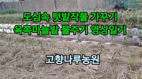 도심속 텃밭작물 가꾸기 마늘밭 물주기 작업 영상일기 Youtube