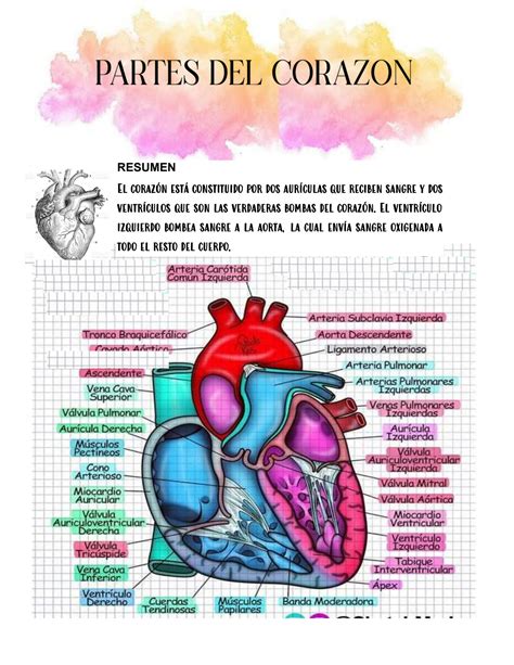 SOLUTION: Anatomia y patologias del corazon - Studypool