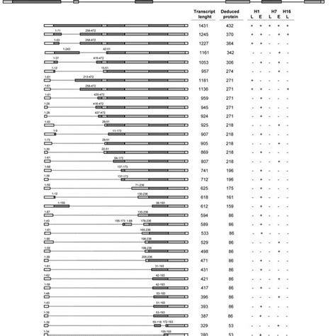 Schematic Representation Of Psy1 Splicing Forms In H Chilense Exons Download Scientific