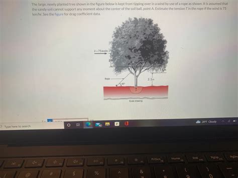Answered The Large Newly Planted Tree Shown In Bartleby