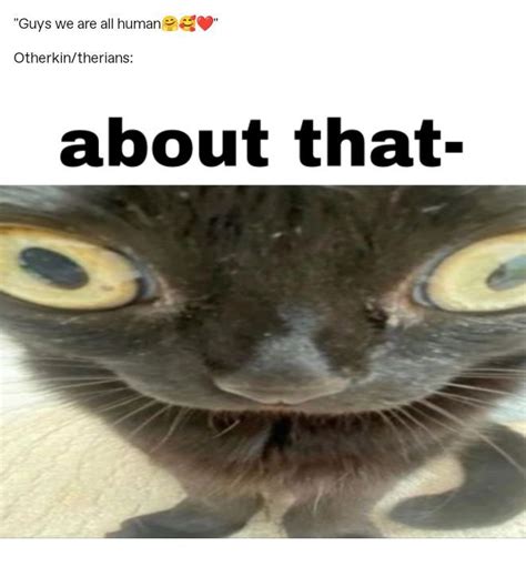 26 Therian Memes Ideas To Save Today Memes Maybe In Another Life