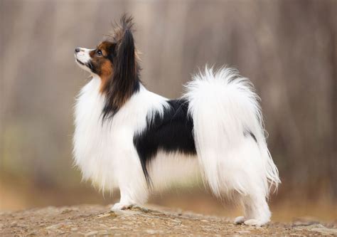 Papillon Dog Temperament And Size Britannica