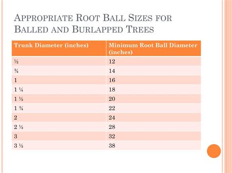 Tree Root Ball Size Chart Crown Planting
