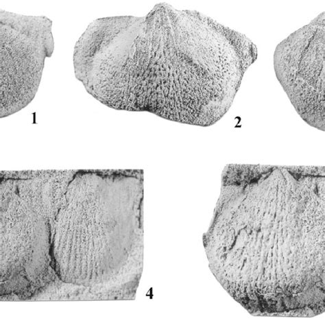 Schematic Stratigraphic Columns For Each Locality Showing Beds Of Download Scientific Diagram