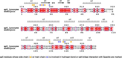 Amino Acid Sequence Alignment Between T4 Gp5 Lysozyme And Download