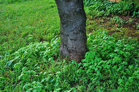 Tree Trunk Base Weeds Green Free Image From Needpix Com