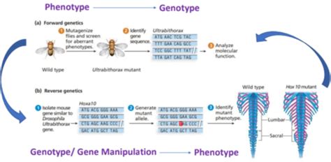 W5 1 2 Mutagenesis And Genetic Engineering Strategies Flashcards Quizlet