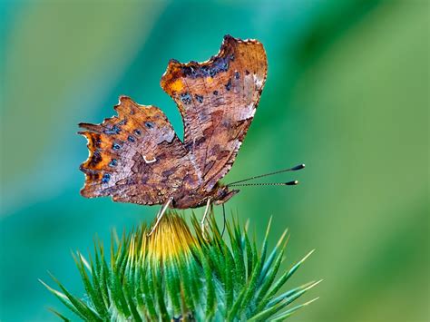 Meet The Comma Butterfly Flutter Butterfly Sanctuary