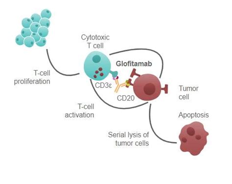 식약처 미만성 거대 B세포 림프종 신약 컬럼비 국내 허가 한국경제