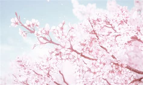 Anime Sakura Blossom GIFs Tenor