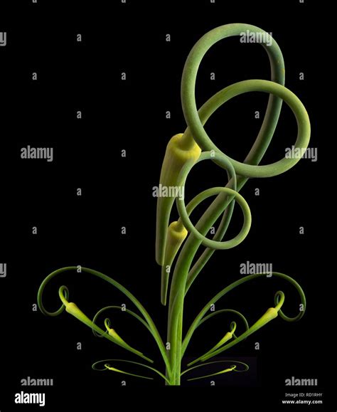Fine Art Still Life Abstract Graphical Image Of Green Garlic In Spiral