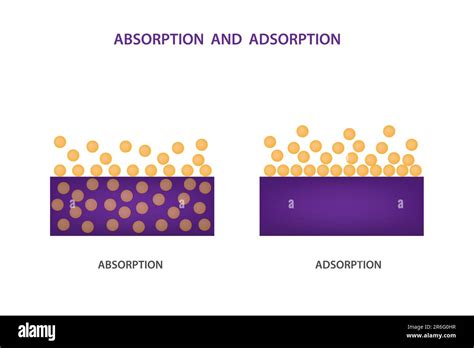 This Image Illustrates The Difference Between Adsorption And Absorption
