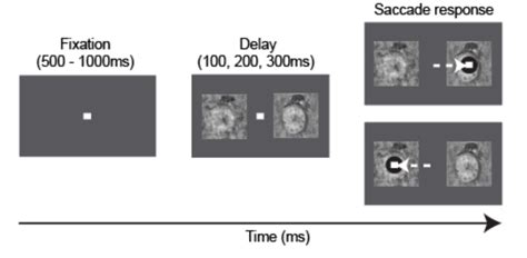 Visual Forms Cue Spatial Selection Dr Antimo Buonocore