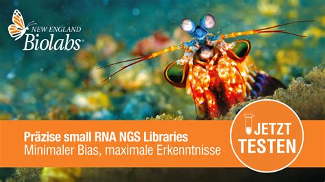 Ngs Libraries Für Präzise Small Rna Daten