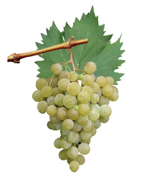 ЛОЗА КАЙЛЪШКИ МИСКЕТ