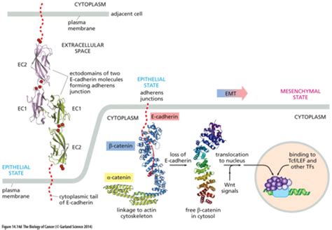 Metastasis Flashcards Quizlet