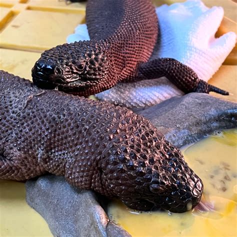 Alvarezi Mexican Beaded Lizard Eating Eggs But He Like The Cuddle Than