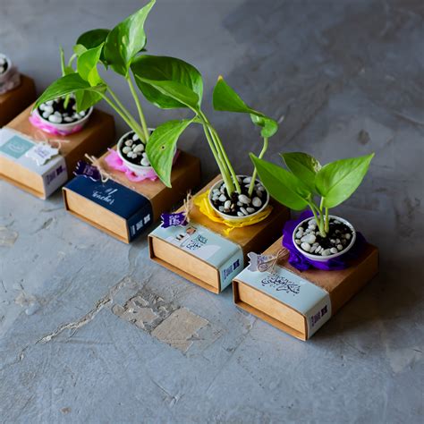 نبتة البوتس الجميلة بثيم المعلم