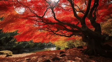 한국의 붉은 단풍나무 단풍이 아름답다 단풍 가을 풍경 단풍 단풍 잎 나무 단풍 빨강 선명한 가을 이미지 가을 풍경 풍경 단풍 생생한 고화질 사진 사진 공장 배경