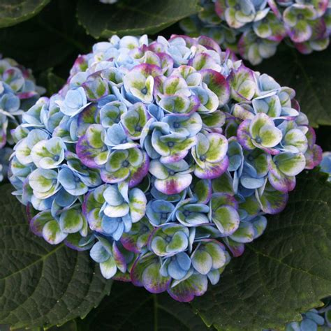 Buy Premium Quality Hydrangea Macrophylla Magical Revolution From