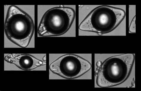 How Chemical Manufacturers Use Imaging Particle Analyzers