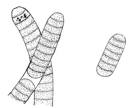 Oscillatoria Labelled Diagram