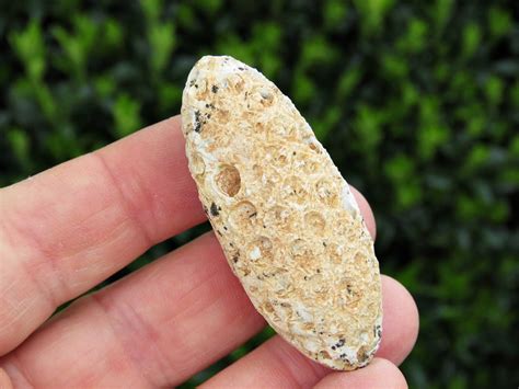 Equicalastrobus Chinleana Silicified Lycopod Cone 22