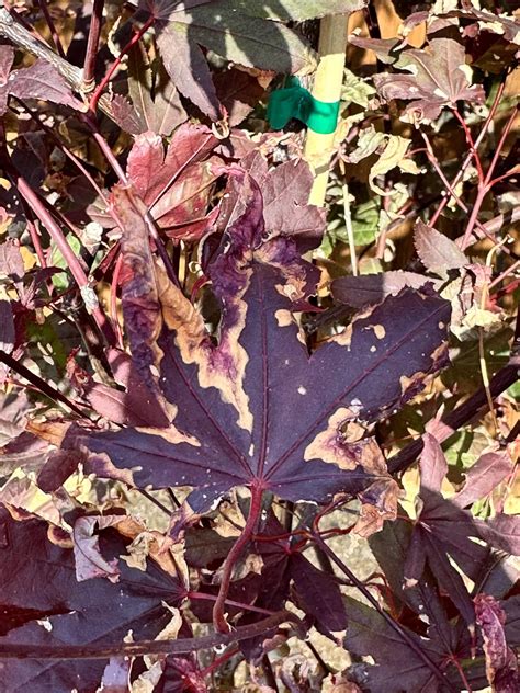 Japanese Maple Issue Rplantclinic