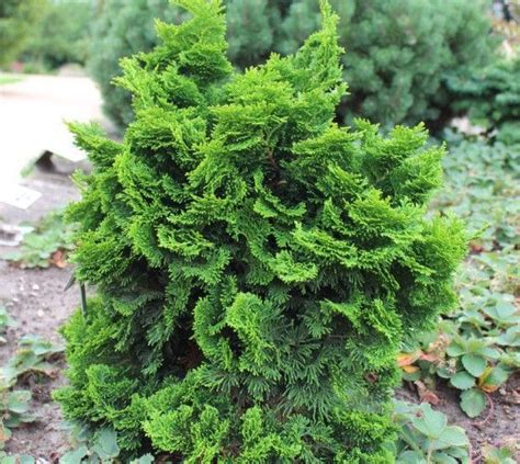 Dwarf Hinoki Cypress Nana Gracilis Hinoki Cypress Small Evergreen Shrubs Shrubs