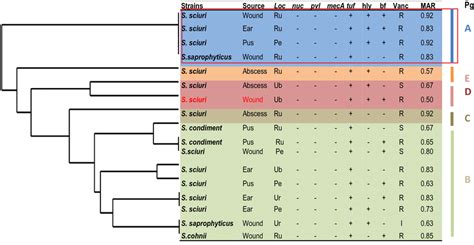 Dendrogram Of Characterized Vancomycin Non Susceptible Cons Clustering