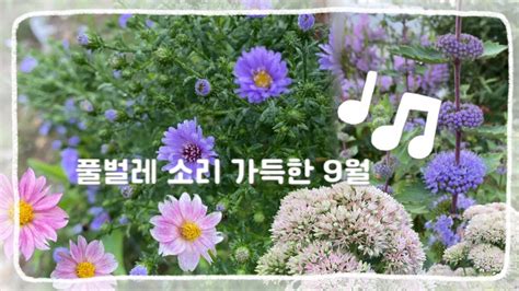 풀벌레 소리 가득한 9월 Youtube
