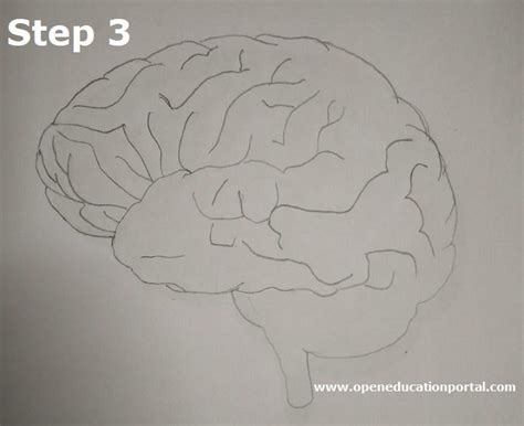 How To Draw Human Brain Step By Step Guide For Brain Drawing