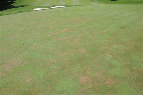 Solutions For Pythium Diseases Greencast Syngenta
