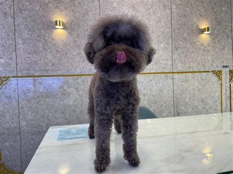 푸들 포도 폼스키크기 폼치크기 폼피츠크기 푸숑크기 노르웨이숲크기 데본렉스크기 뱅갈크기 샴크기 셀커크렉스크기 스핑크스크기 아메리칸숏헤어크기 아메리칸컬크기 아비시니안크기