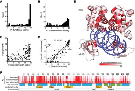 Rnase Iii Mutational Tolerance Mutational Tolerance As Show By The Download Scientific Diagram