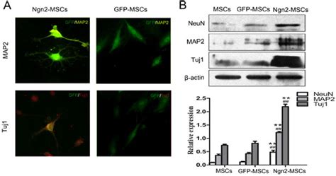 Neuronal Differentiation Of Ngn2 Mscs Gfp Mscs And Mscs A Download Scientific Diagram