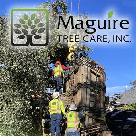 Fertilization Maguire Tree Care