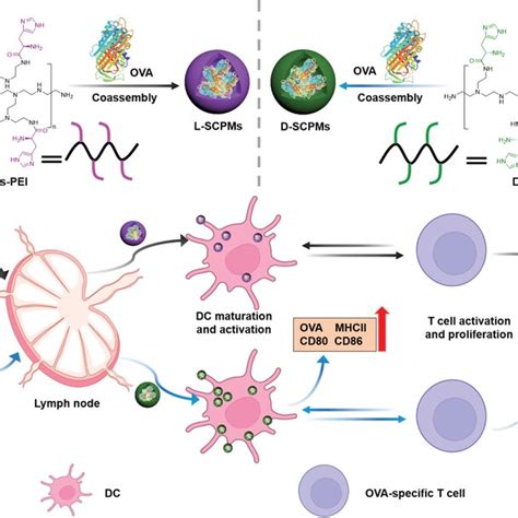 A Immunization Schedule Of B16‐ova Melanoma Tumor‐bearing Mice N Download Scientific