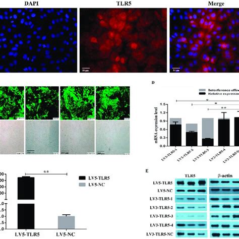 Cellular Localization Of Tlr5 Protein In Intestinal Epithelial Cell